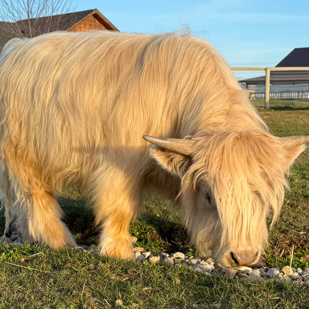 Montana Mini Cattle | Mini Highland Cattle in Montana