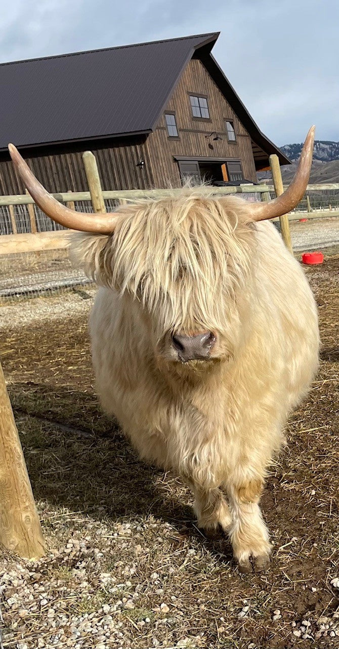 Mini Highland Cattle & Purebred Valais Blacknose Sheep in Montana ...