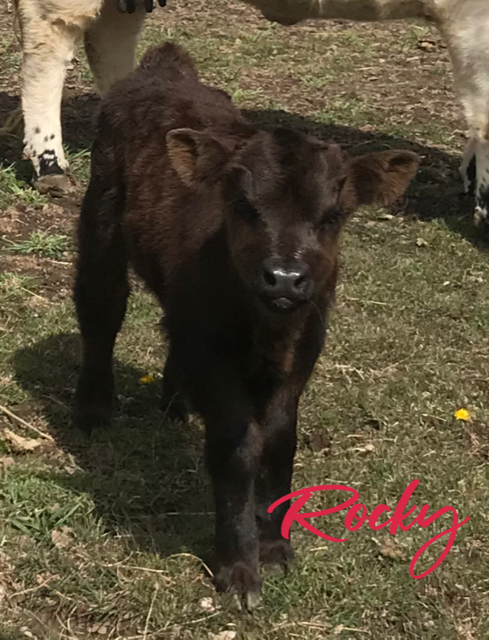 Welcome to Montana Mini Cattle